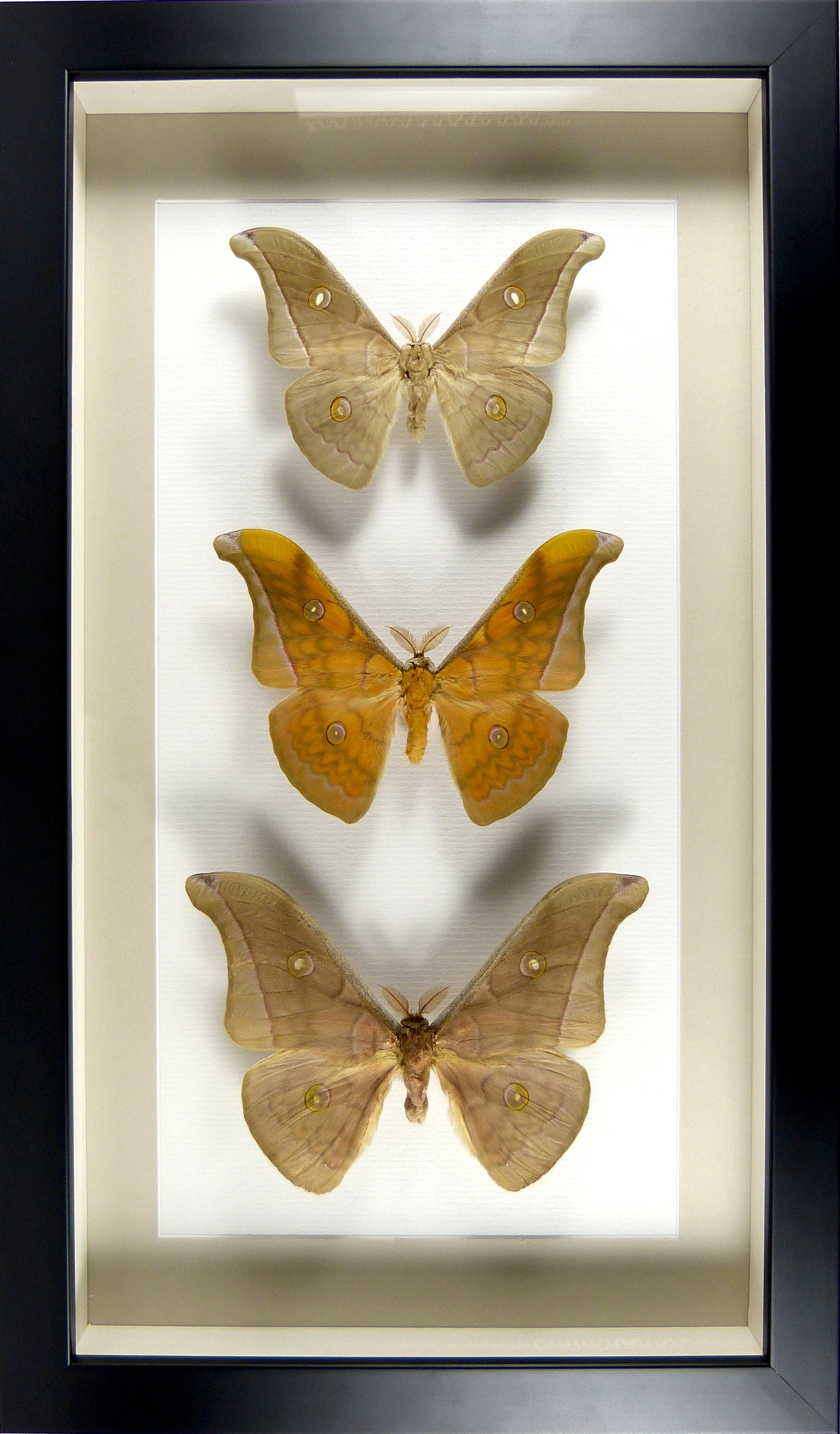 Vente Papillons et Insectes encadrés – 6 PATTES EN SCÈNE papillons et ...