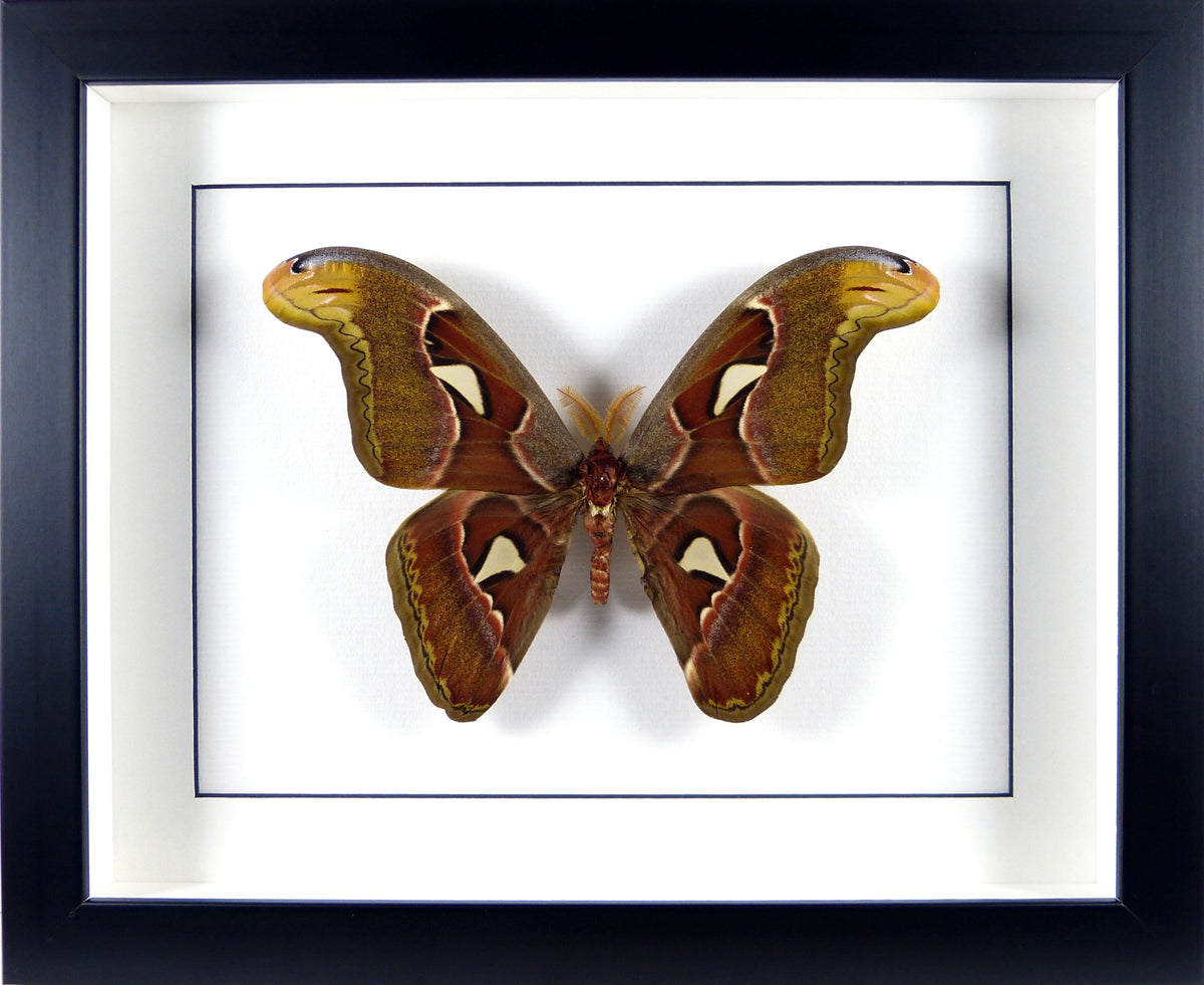 Papillon nocturne géant à tête de cobra Attacus Atlas / Cadre noir – 6 ...