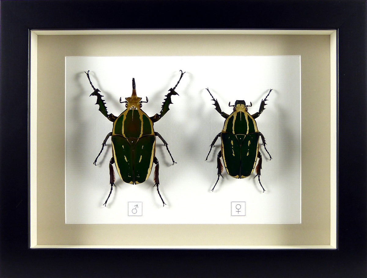 Cétoines géantes Mecynorrhina torquata (couple) / Cadre noir – 6 PATTES ...